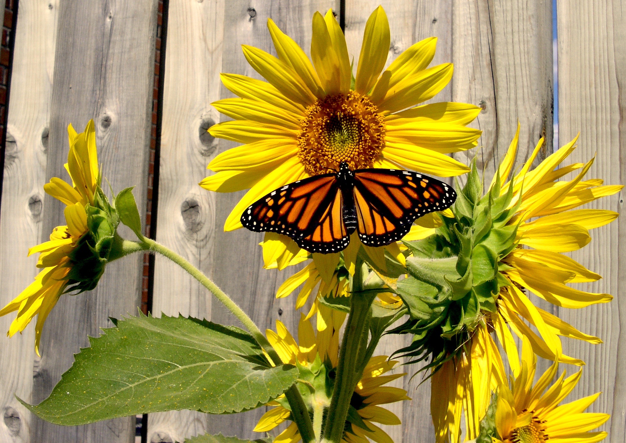 The Monarch Crusader Speaks! – The Monarch Crusader